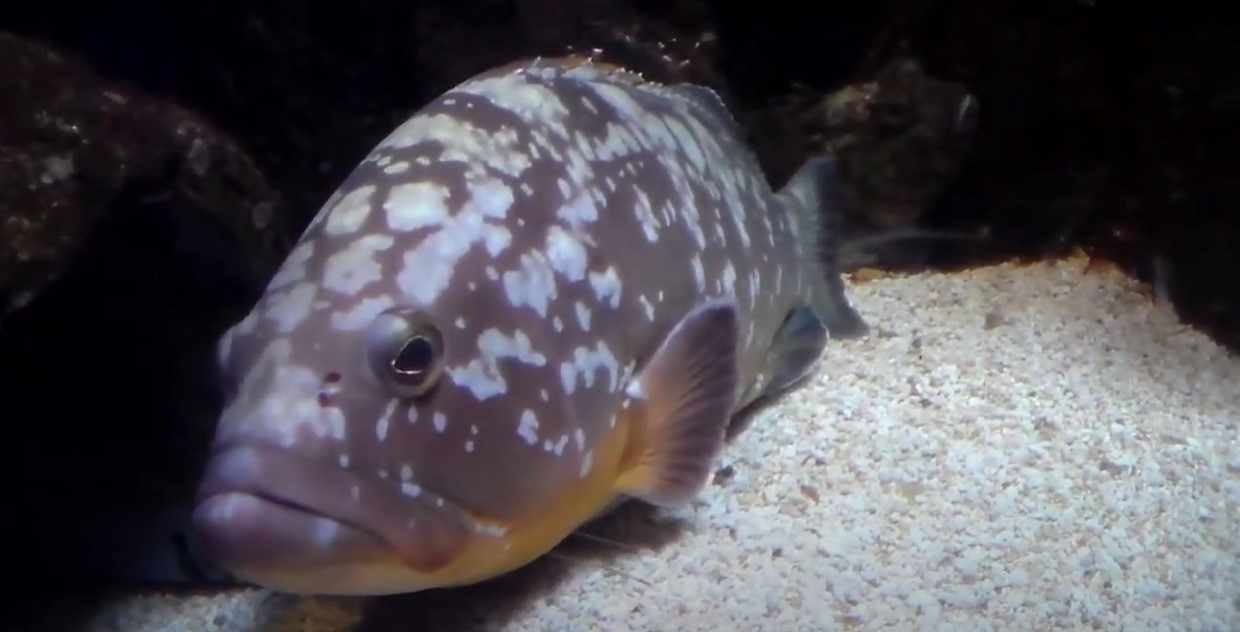 FOGLI&VIAGGI | Una Finestra sulla Natura